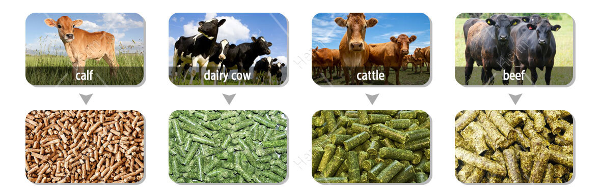 Cattle Feed Plant | Cattle Feed Making Machine for Sale