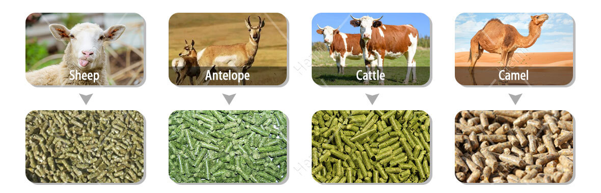 Ruminant Feed Mill | Feed Mill Machinery for Sale - Herm Machinery